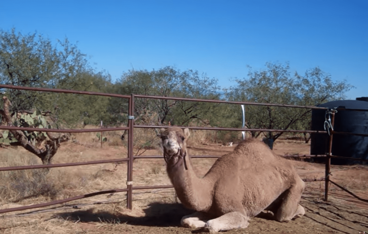 The Straw that Broke the Camel’s Back – Philosophics